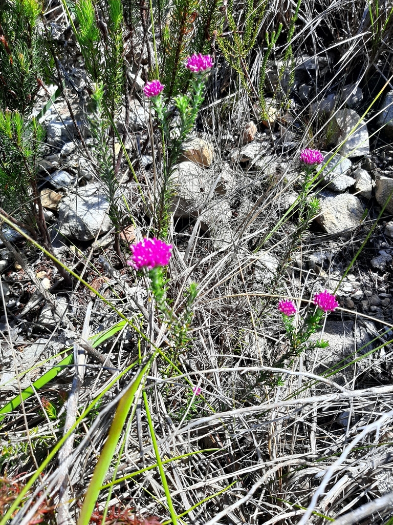 Pink Blombush from Overstrand Local Municipality, South Africa on ...