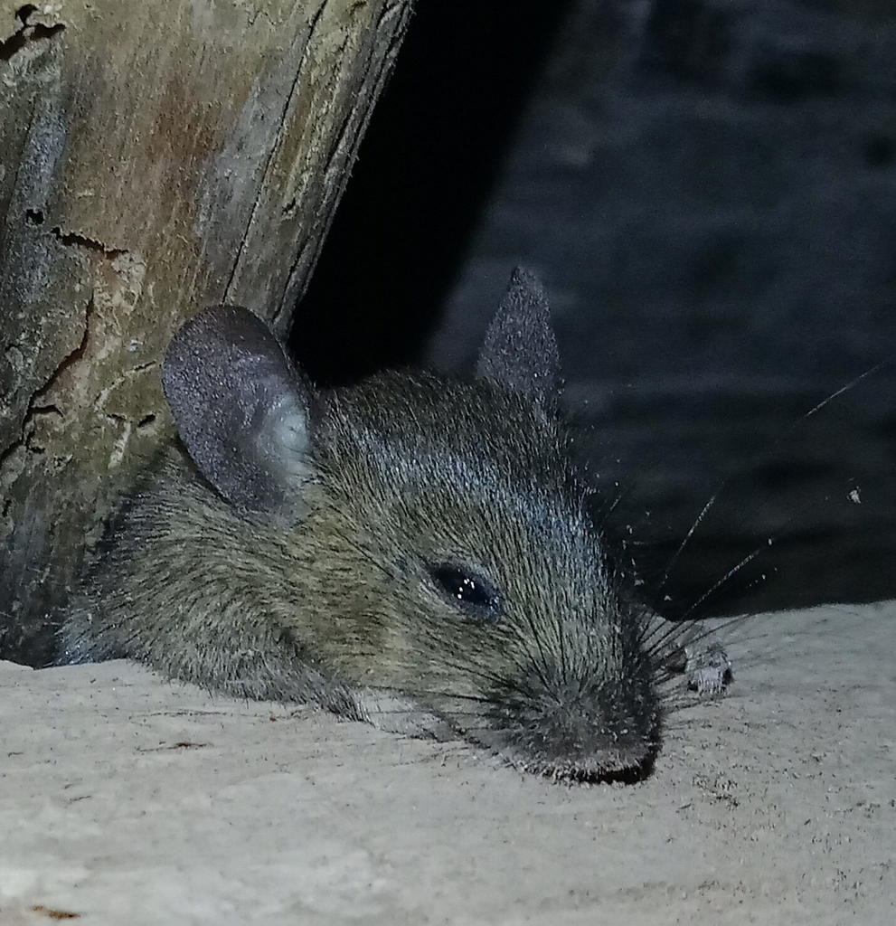 Old World Mice and Rats from Extremo - Feteira, 9900 Castelo Branco ...