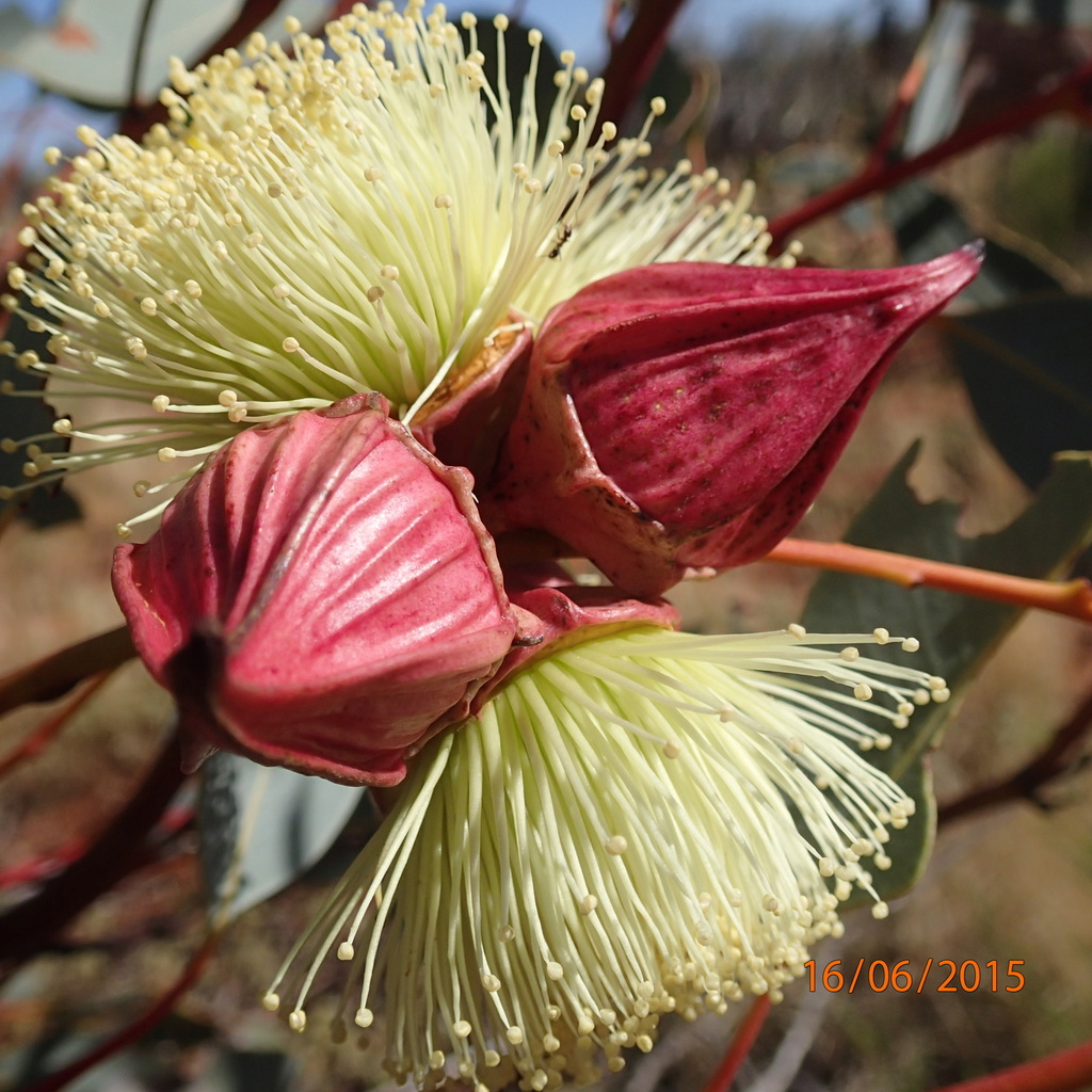 Red-budded Mallee from Tanami, NT, AU on June 16, 2015 at 11:38 AM by ...