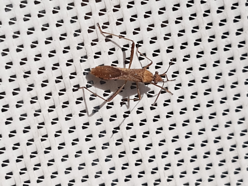 Neomegalotomus parvus from El Carmen Department, Jujuy, Argentina on ...