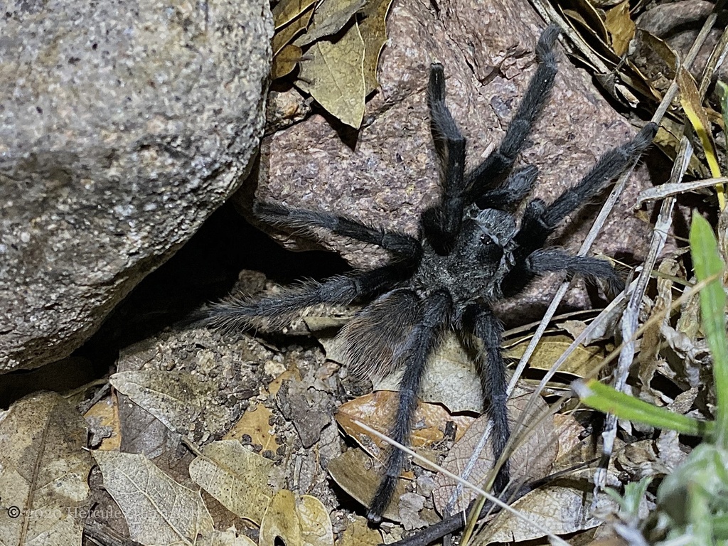Tucson Bronze Tarantula in July 2020 by David Hernandez. Santa Cruz ...