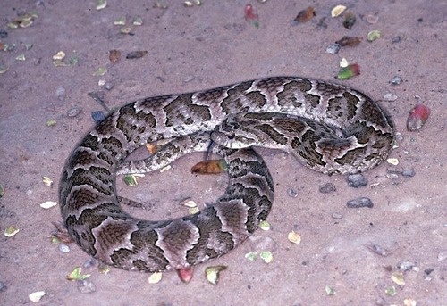 Xenodon merremii (Wagler's snake) (Waglerophis merremi)