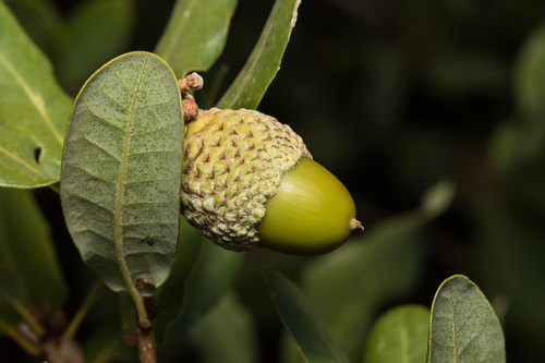 Subspecies Quercus infectoria veneris · iNaturalist