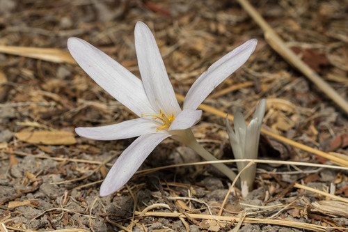 White Autumn Crocus (Colchicum balansae) · iNaturalist
