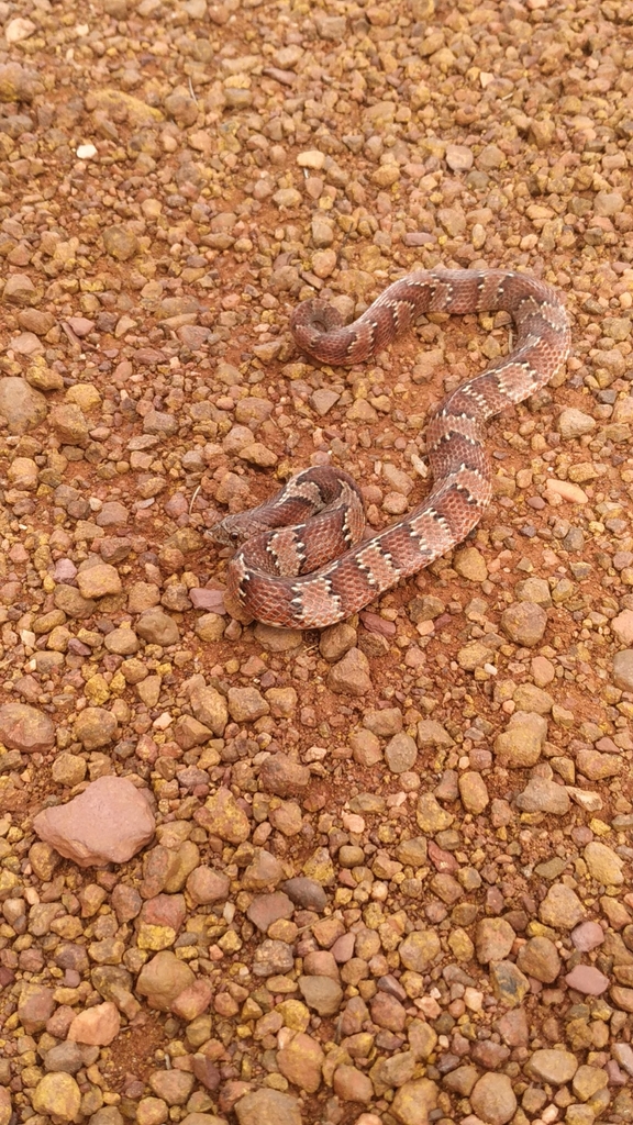 Xenodon nattereri from Pqnb - Parque Nacional de Brasilia - Brasília ...