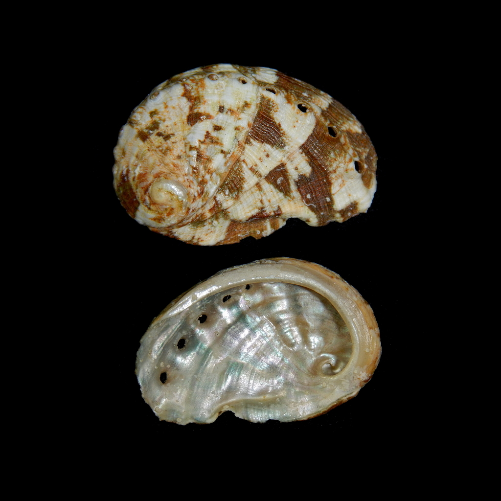 Green Ormer from Otok Krk, Croatia on July 1, 2014 by Stefan Pav. 37 x ...