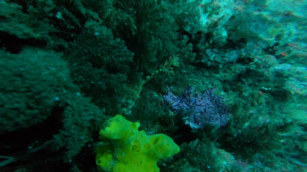Weedy Scorpionfish from Aliwal Shoal, South Africa on October 23, 2021 ...