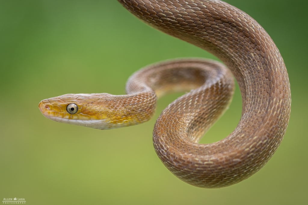 Green Rat Snake from La Amistad on July 19, 2021 at 08:07 AM by Allen ...