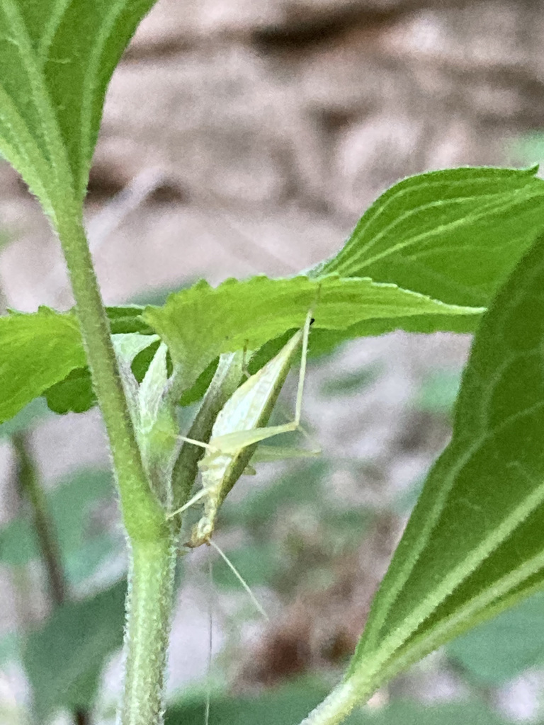 Common Tree Crickets from Los Angeles County, CA, USA on October 17 ...