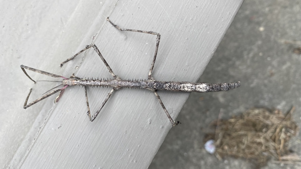 New Zealand Giant Stick Insect from Lyttelton Harbour / Whakaraupo, NZ ...