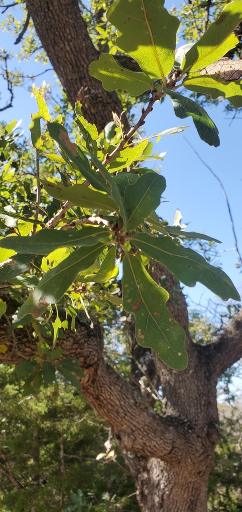 Lacey Oak from Gillespie County, US-TX, US on November 11, 2021 at 12: ...