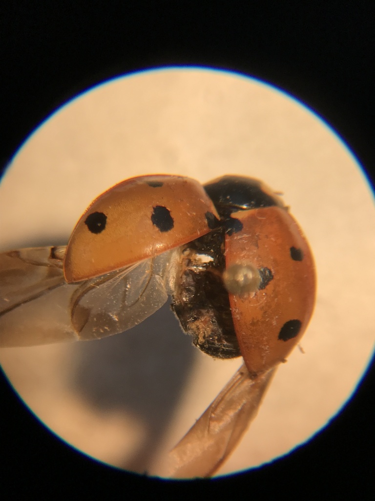 Seven-spotted Lady Beetle from Ladue, MO, USA on October 6, 1994 at 02: ...