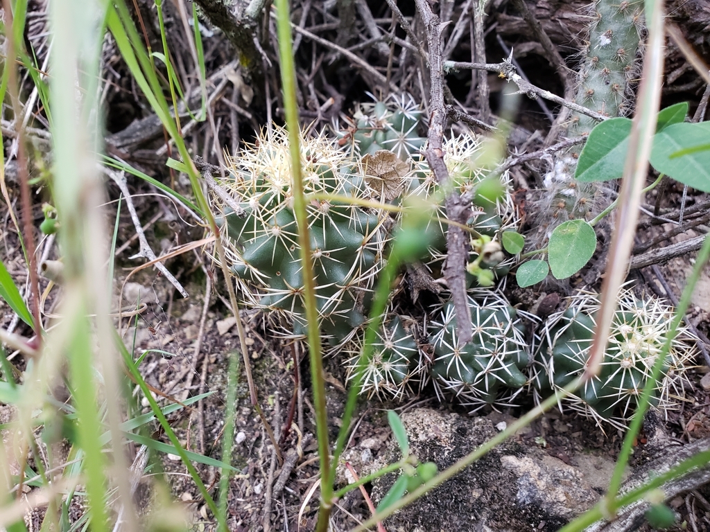 Coryphantha octacantha from 37915 Gto., México on October 31, 2021 at ...