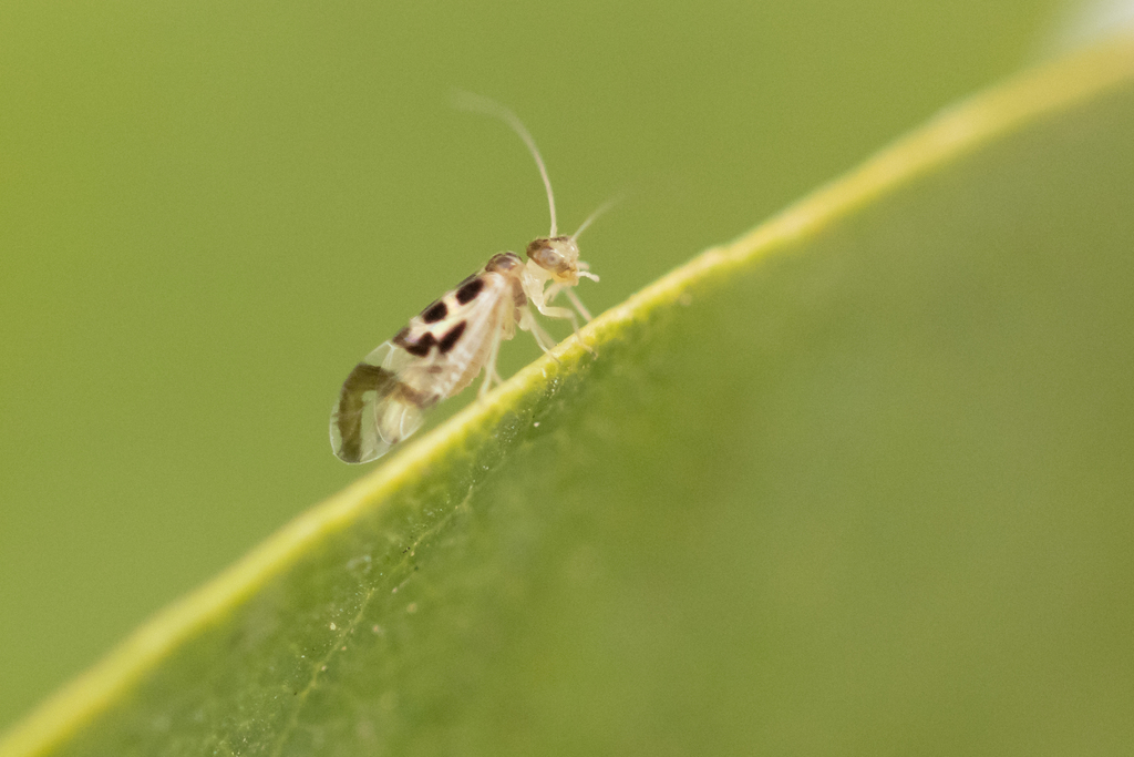 F-winged Barklouse (Invertebrates of Foothills Nature Preserve ...