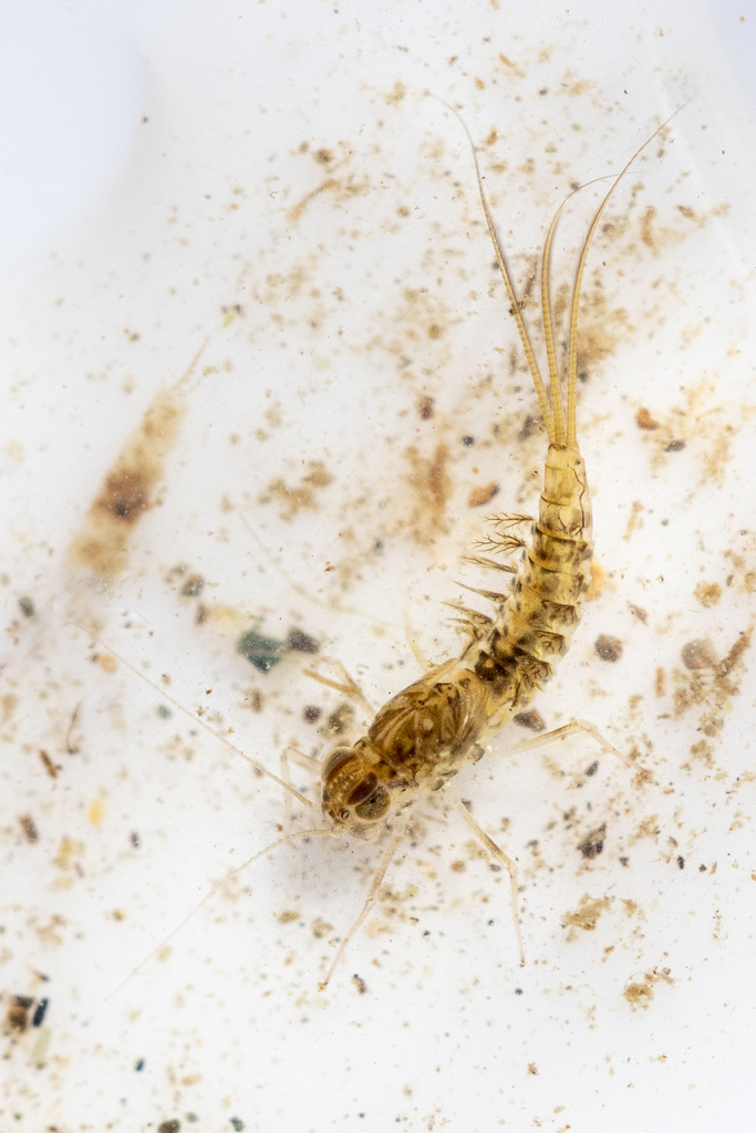 Small Mayflies (Invertebrates of Foothills Nature Preserve) · iNaturalist