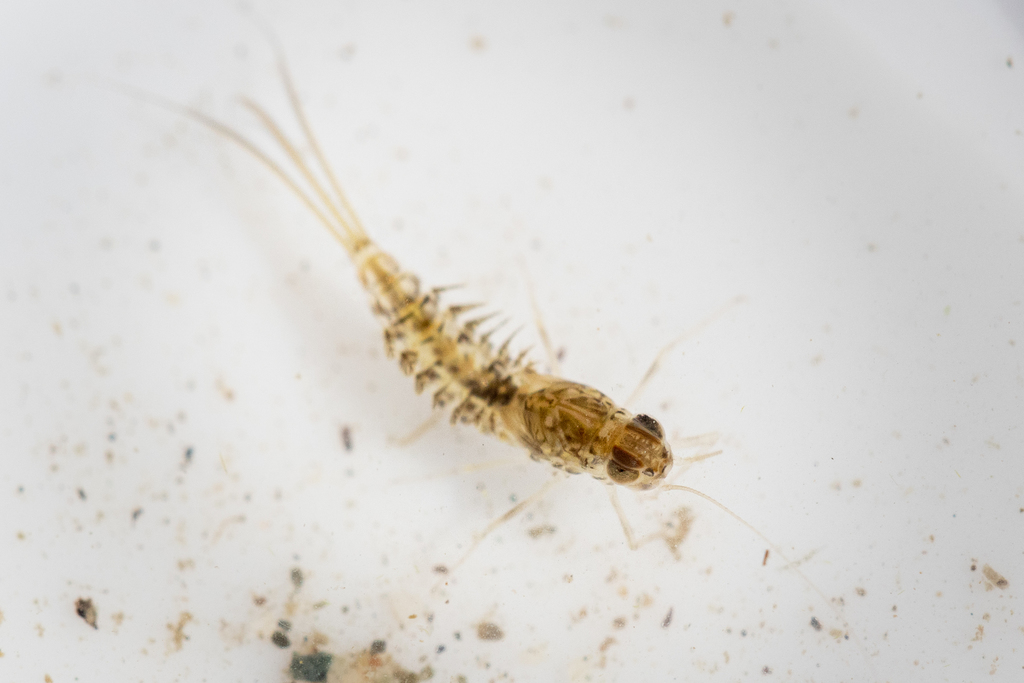 Small Mayflies (Invertebrates of Foothills Nature Preserve) · iNaturalist
