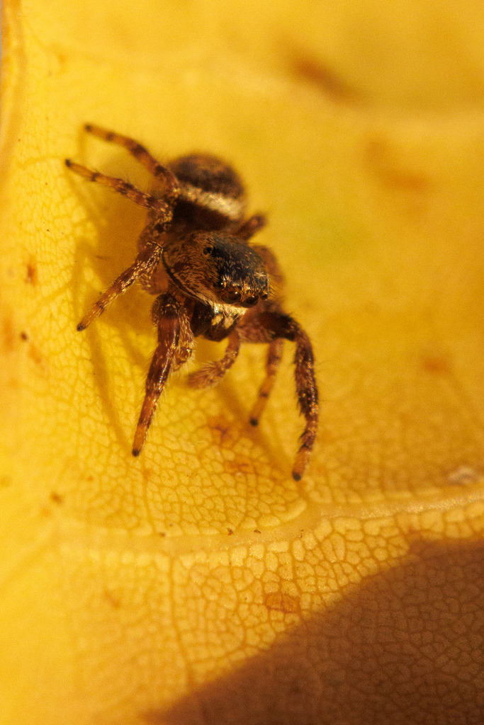 Oak Jumping Spider (Invertebrates of Foothills Nature Preserve ...