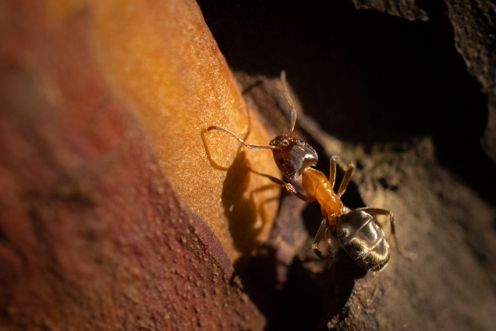 Velvety Tree Ant (Invertebrates of Foothills Nature Preserve) · iNaturalist