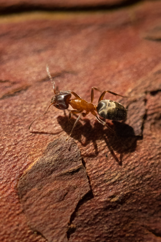 Velvety Tree Ant (Invertebrates of Foothills Nature Preserve) · iNaturalist