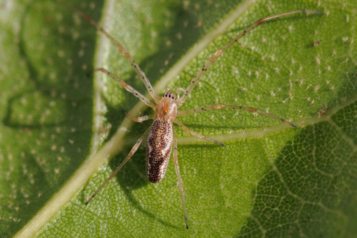 Tetragnatha (Invertebrates of Foothills Nature Preserve) · iNaturalist