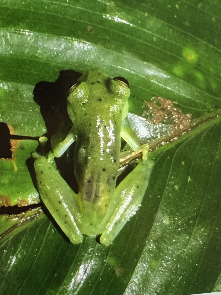 Emerald Glass Frog from Pococi, Limon, CR on January 06, 2018 by Kyle ...