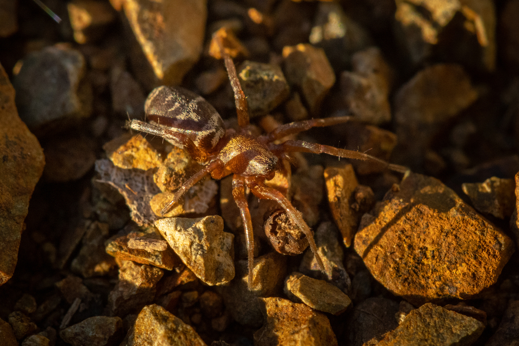 Castianeira thalia (Invertebrates of Foothills Nature Preserve ...