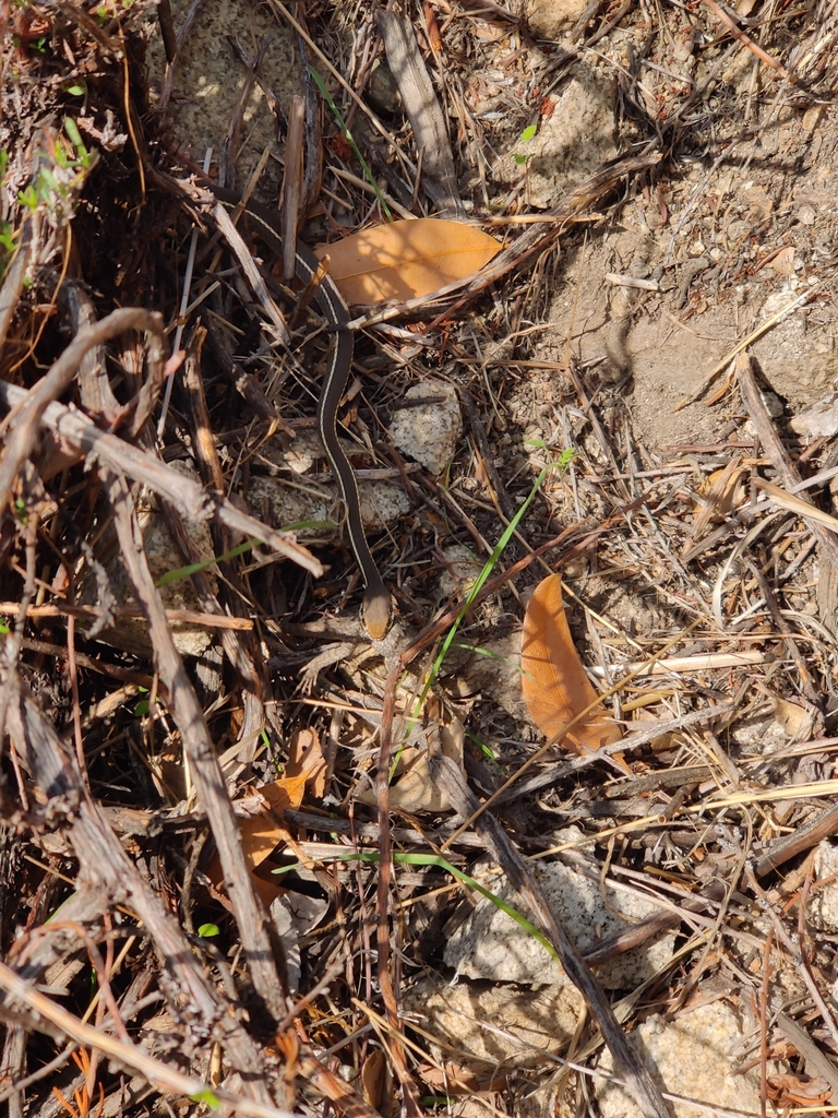 California Striped Racer from Los Angeles County, US-CA, US on November ...
