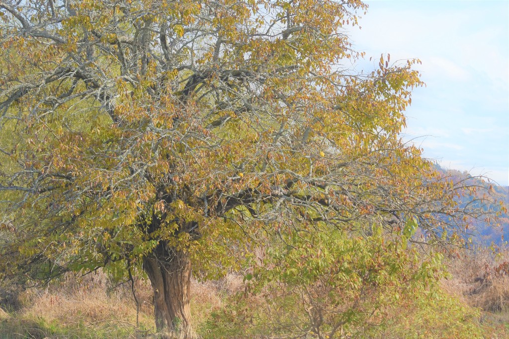 Osage-orange from Cocke County, TN, USA on November 11, 2021 at 11:37 ...