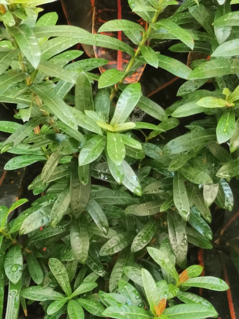 dicots from Harmony Garden, Siu Sai Wan, Hong Kong on November 12, 2021 ...