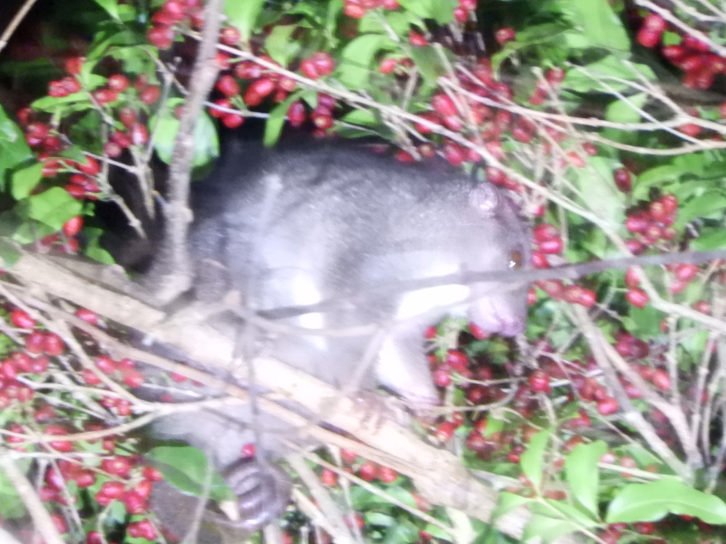 Southern Common Cuscus from Iron Range on November 11, 2021 at 09:31 PM ...