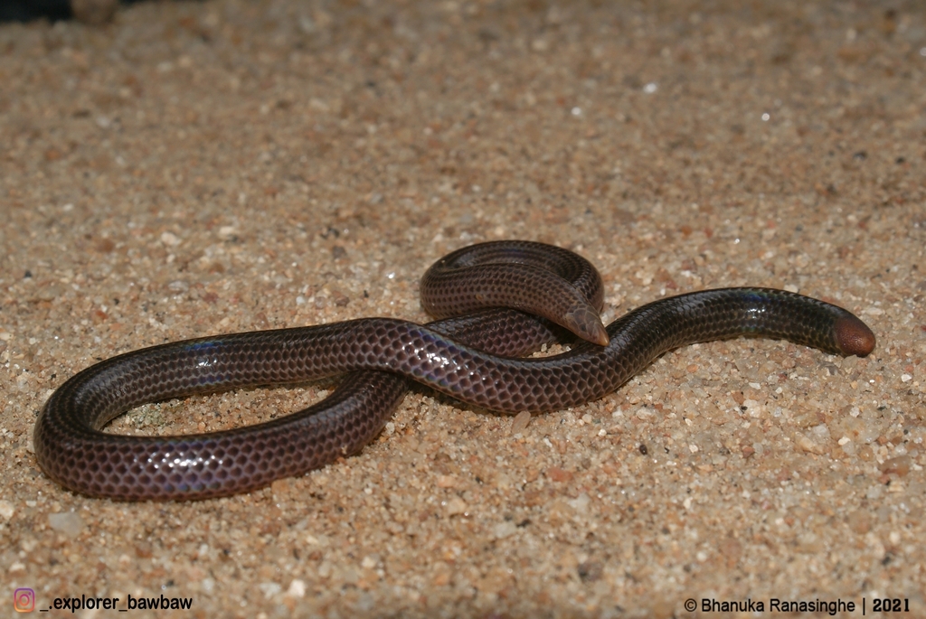 Schneider's Shieldtail from Mahiyanganaya on January 20, 2021 by ...