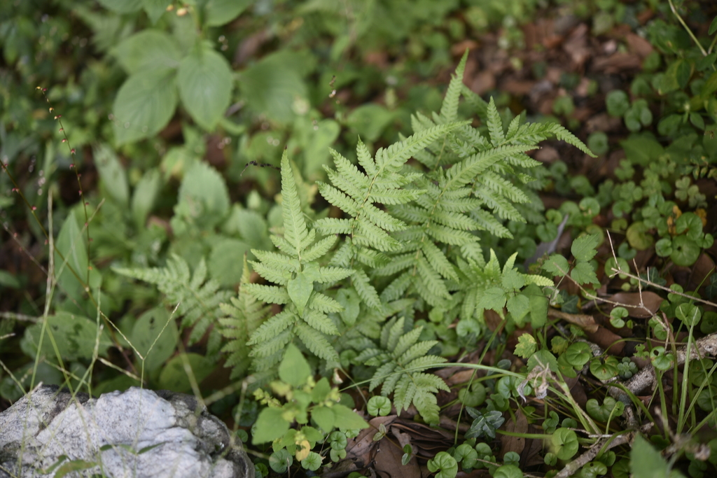 Christella acuminata from South Korea on October 11, 2021 at 02:26 PM ...