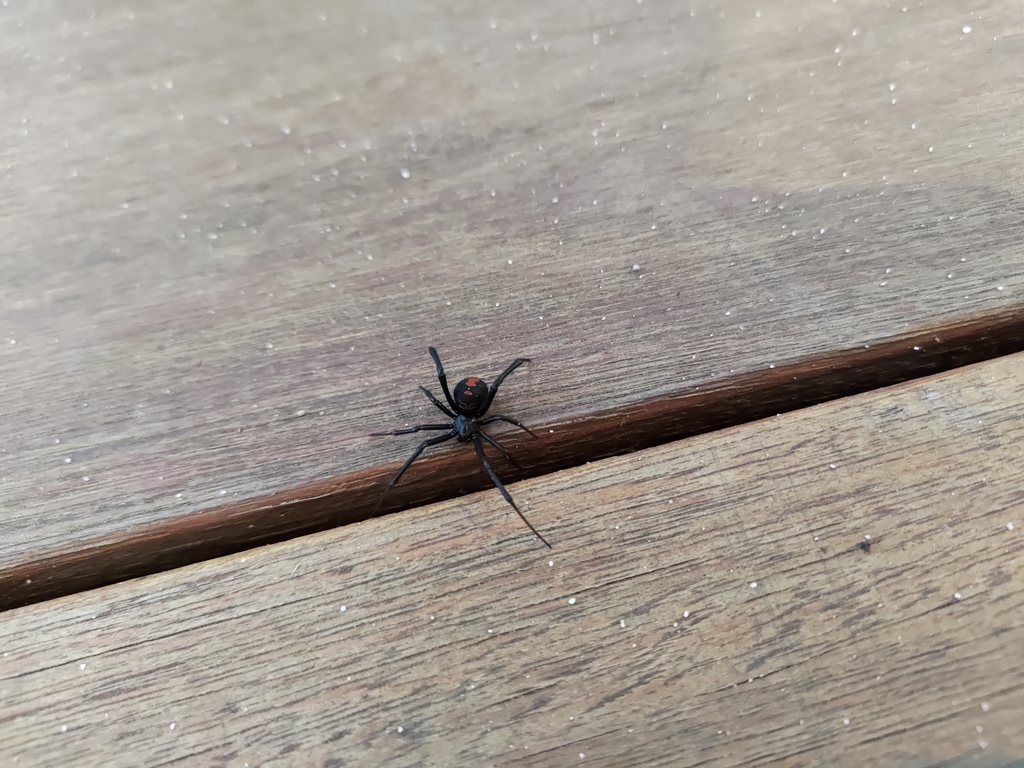 Redback Spider from Dianella WA 6059, Australia on November 12, 2021 at ...