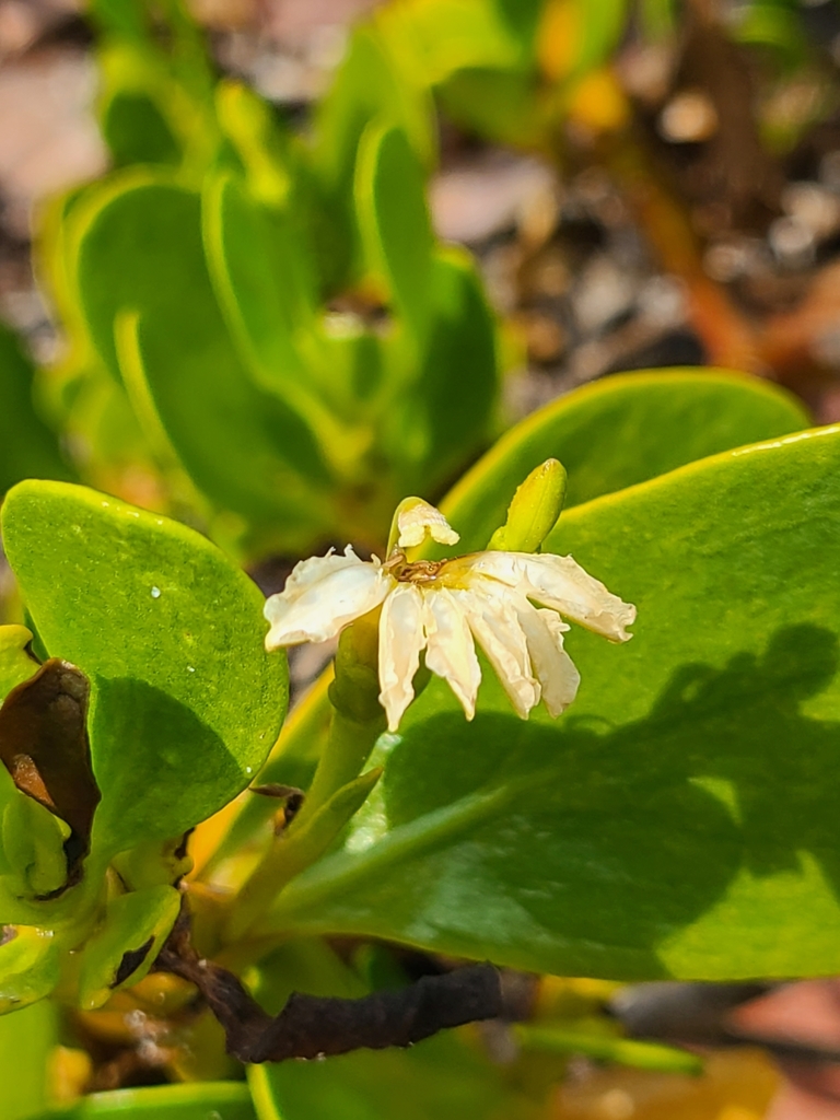 coastal inkberry from Virginia Beach Key, Miami, FL 33149, USA on ...