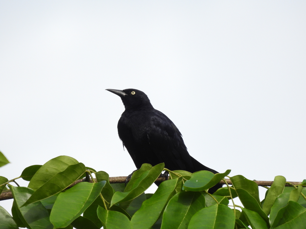 Greater Antillean Grackle from Río Piedras, San Juan, Puerto Rico on ...