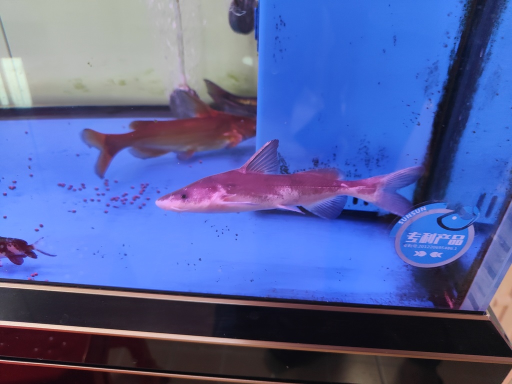 Chinese longsnout catfish from 中国湖北省武汉市江岸区 on November 10, 2021 at 01:53 PM by Chekiangense ...