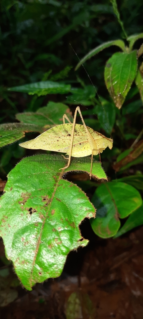 Orophus from Bahía Drake, Provincia de Puntarenas, Costa Rica on ...