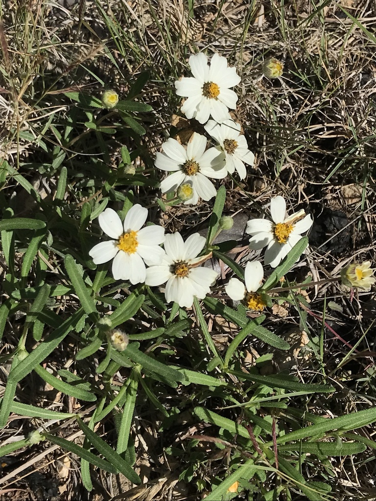 blackfoot daisy from Eisenhower Park, San Antonio, TX, US on November ...