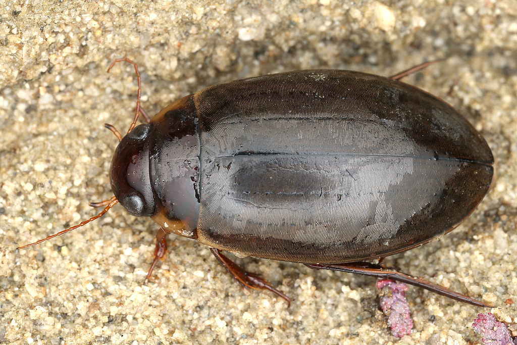large-grooved diving beetle from Qark Vlora, Albanien on May 31, 2021 ...
