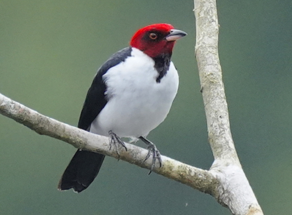 Red-capped Cardinal from Río Napo, Ecuador on November 04, 2021 at 04: ...