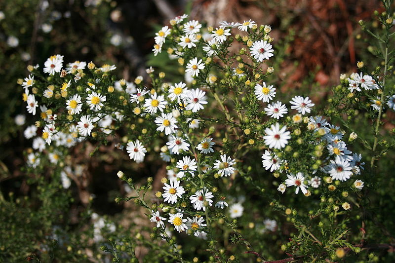 Frost Aster from Kalamazoo County, US-MI, US on September 19, 2007 by ...