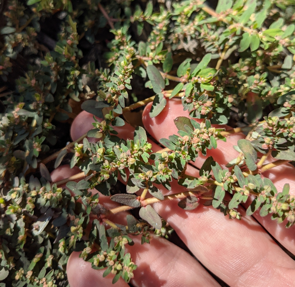 Spotted spurge in November 2021 by calebt · iNaturalist
