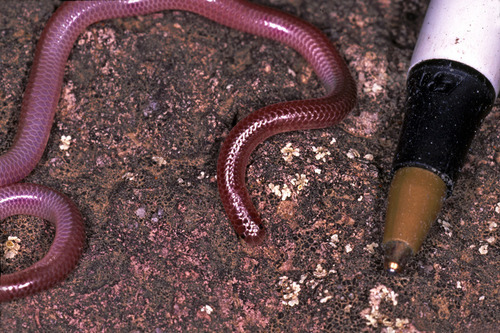 Texas Blind Snake (Rena dulcis) · iNaturalist.org