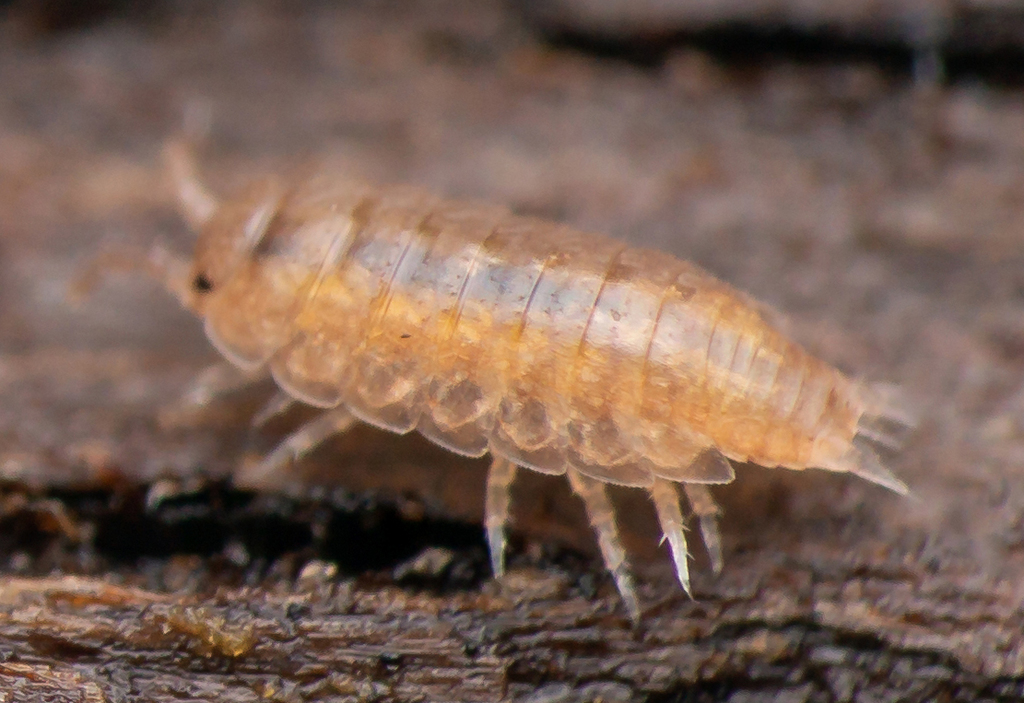 Trichoniscus in February 2021 by Benjamin Fabian · iNaturalist