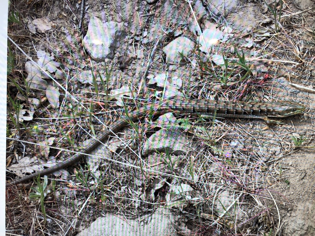Southern Alligator Lizard from Mt. Hood National Forest, Mount Hood ...