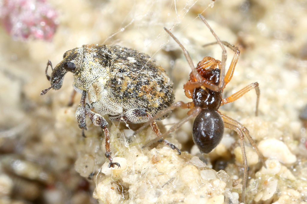 Dwarf Spiders from Qark Vlora, Albanien on May 31, 2021 at 09:27 PM by ...