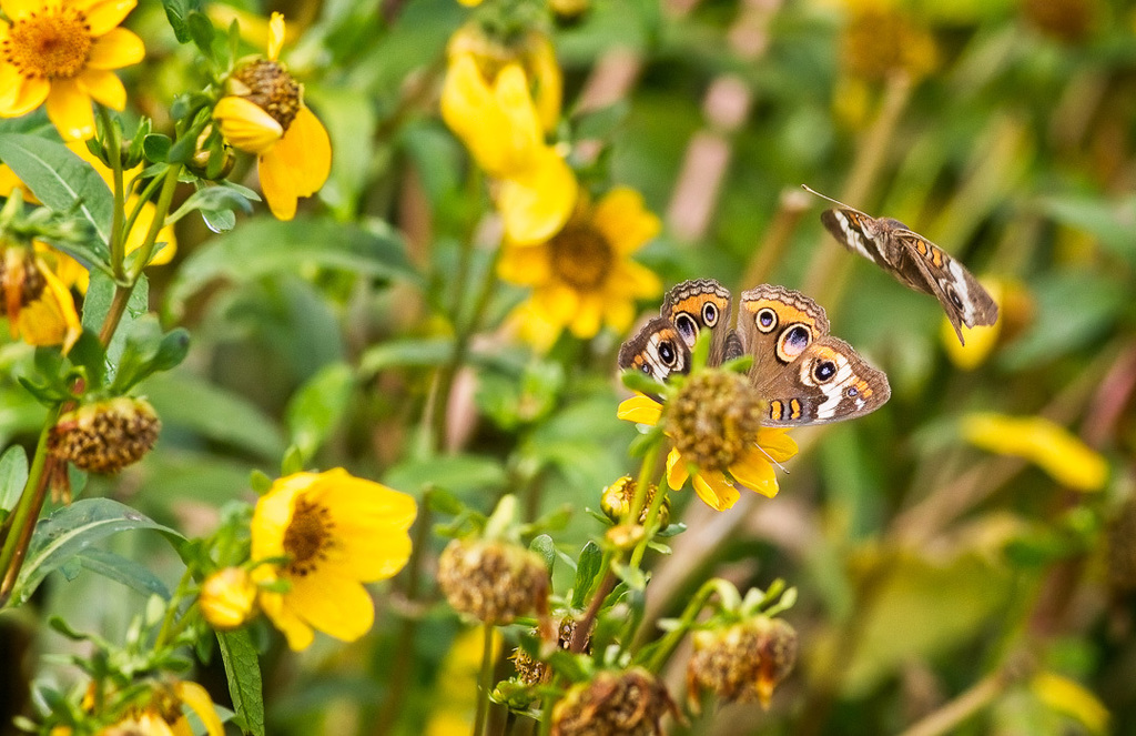 Common Buckeye in November 2021 by Sharon Shaw Milligan. One Buckeye ...