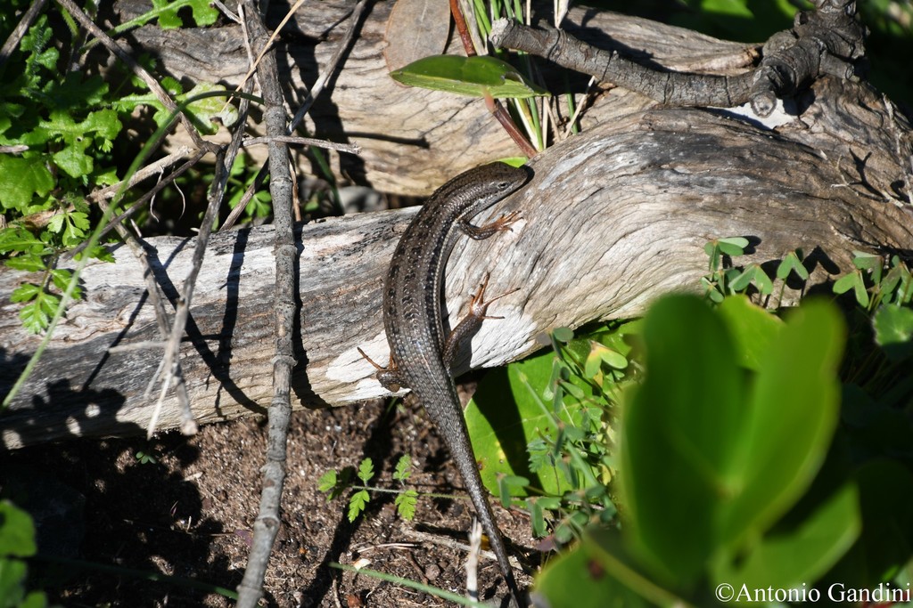 Red-Sided Skink in August 2018 by Antonio Gandini · iNaturalist