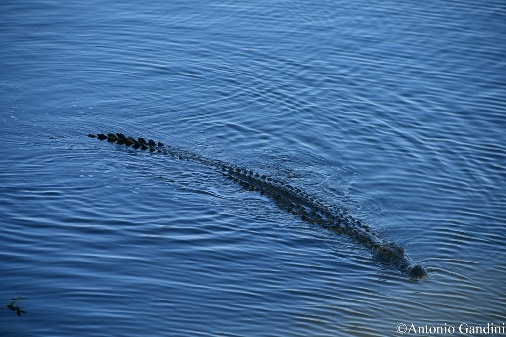 Southern African Crocodile in August 2018 by Antonio Gandini · iNaturalist