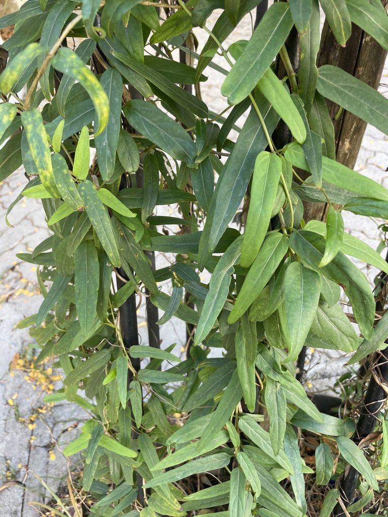 skunk vine from 樂霞坊, 火炭, 新界, HK on November 13, 2021 at 10:10 AM by 蔡?謙 ...